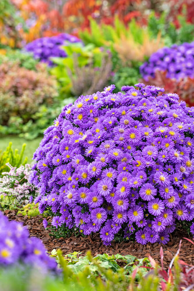 Aster (Aster dumosus) 'Alpha® Dark Purple Space' T12 - winterhart | 900_012